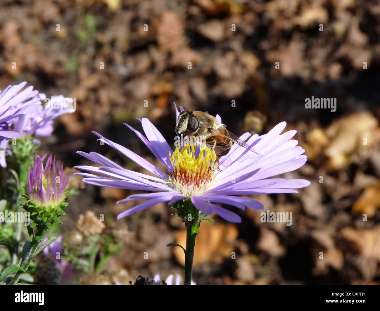 bee, flower, honey, nectar, insects, fall, food, wildlife, nature ...