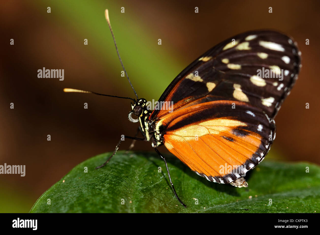 Tiger Longwing Butterfly Stock Photo - Alamy