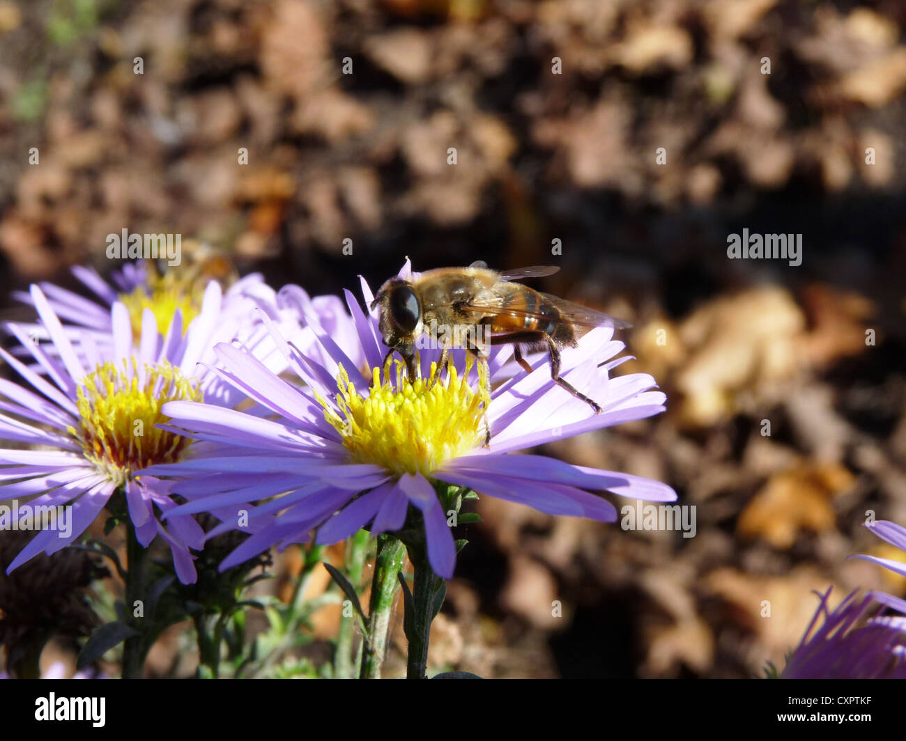 Nectar for insects hi-res stock photography and images - Alamy