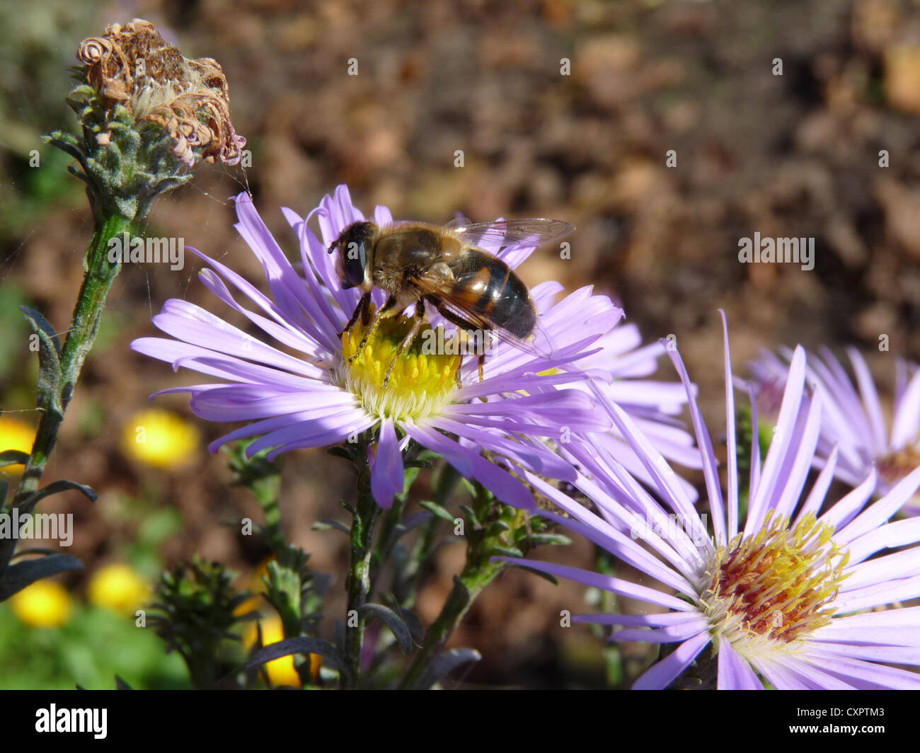 bee, flower, honey, nectar, insects, fall, food, wildlife, nature ...