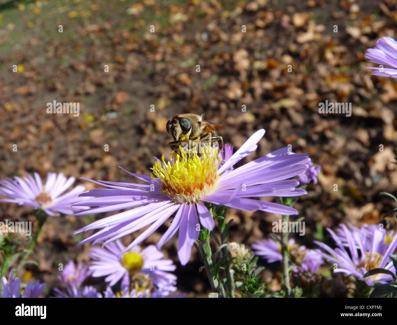 Nectar and insects hi-res stock photography and images - Alamy