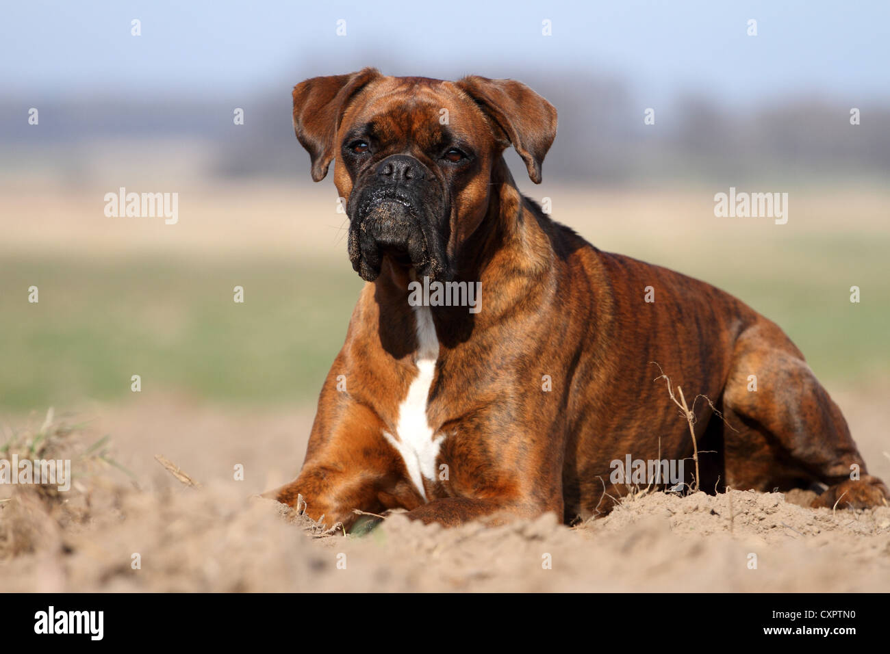 lying German Boxer Stock Photo - Alamy