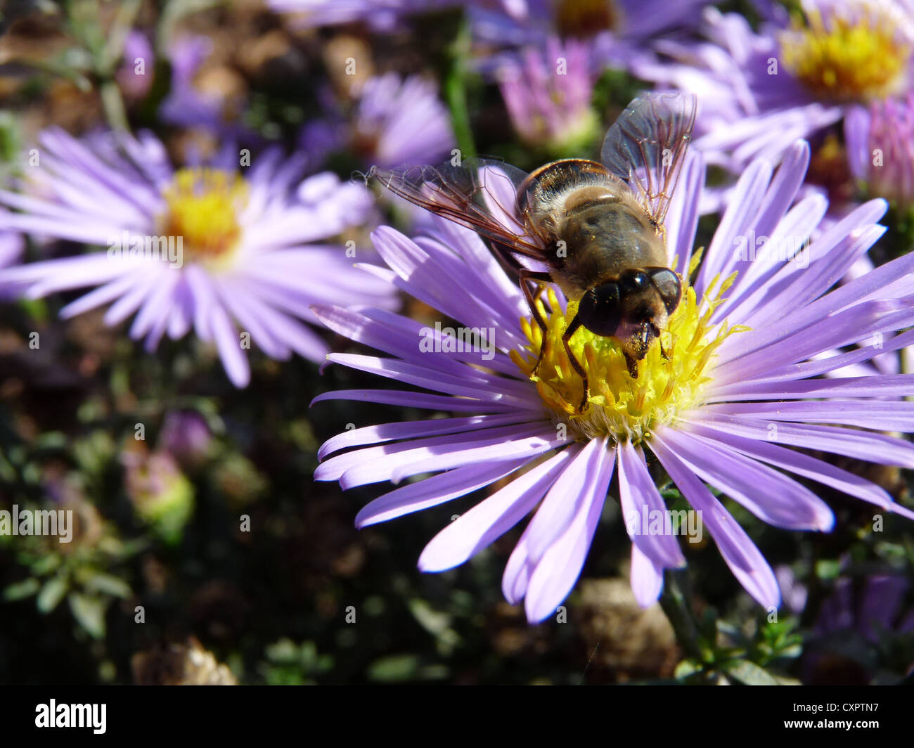 Nectar for insects hi-res stock photography and images - Alamy