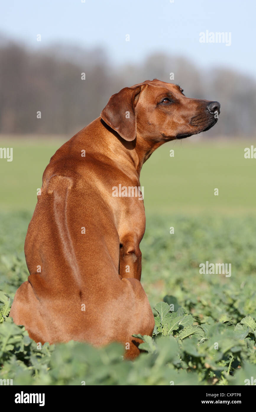 Rhodesian ridgeback dog hi-res stock photography and images - Alamy