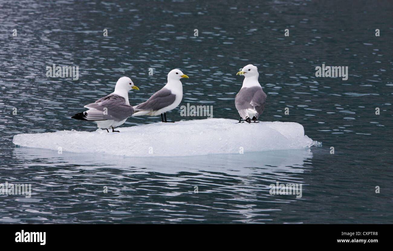 Glaucous gulls (Larus hyperboreus) on floating ice, Spitsbergen, Norway ...