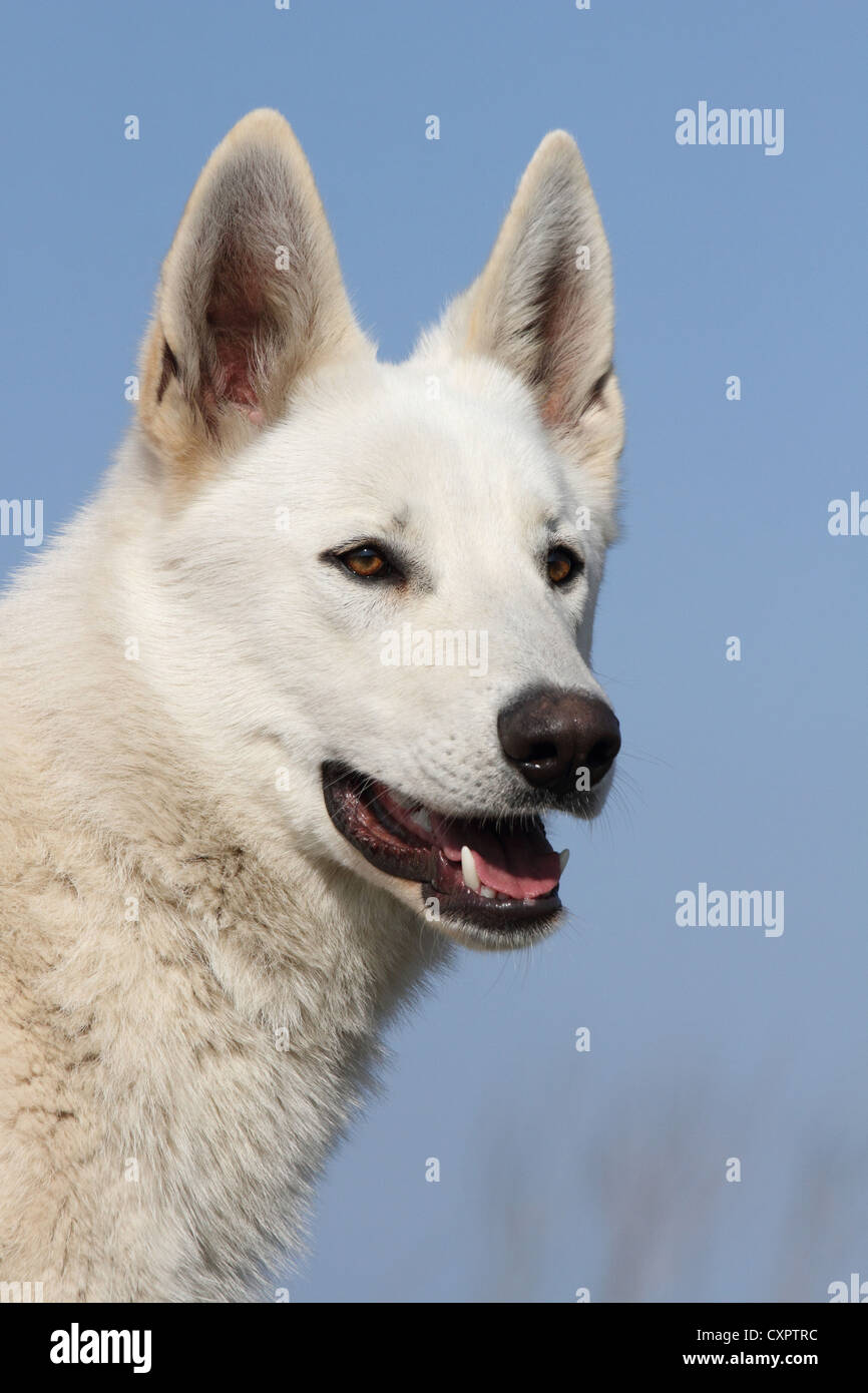White Swiss Shepherd Portrait Stock Photo - Alamy