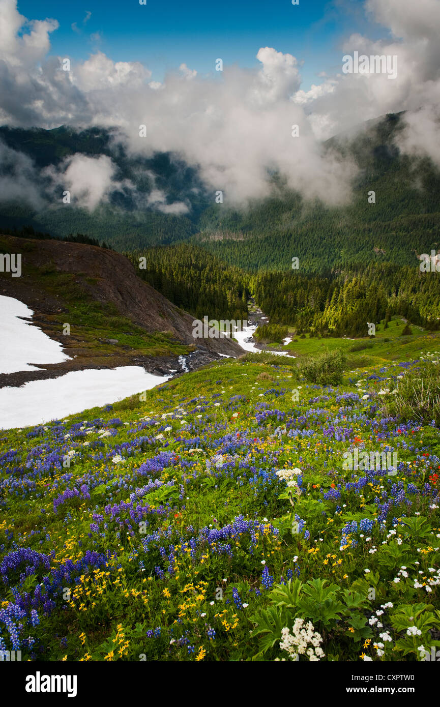 The wildflowers are abundant along the Heliotrope Ridge Trail in the Mt ...