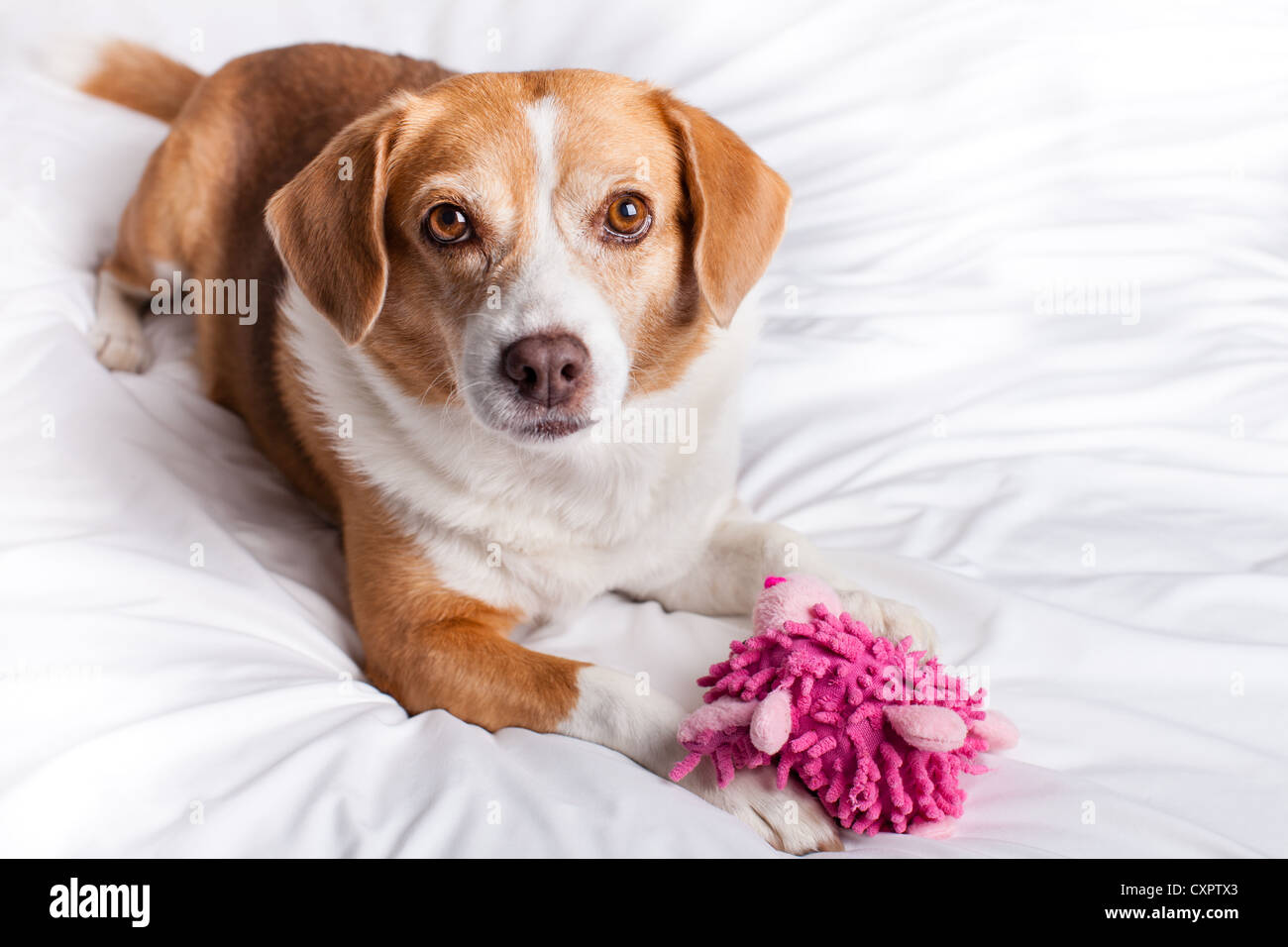Dog with toy hi-res stock photography and images - Alamy