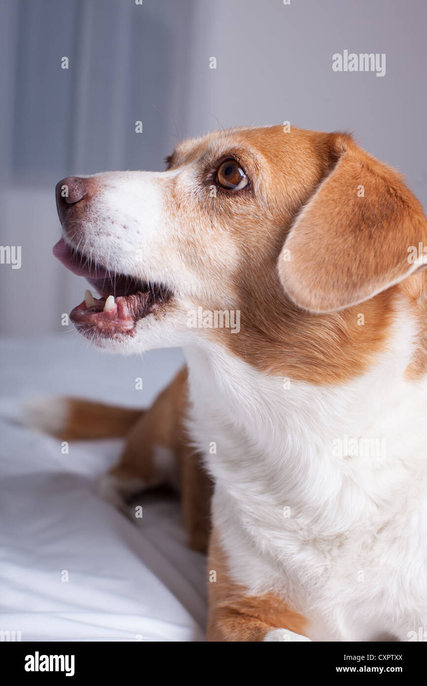 Cute mixed breed dog side view showing healthy teeth Stock Photo - Alamy