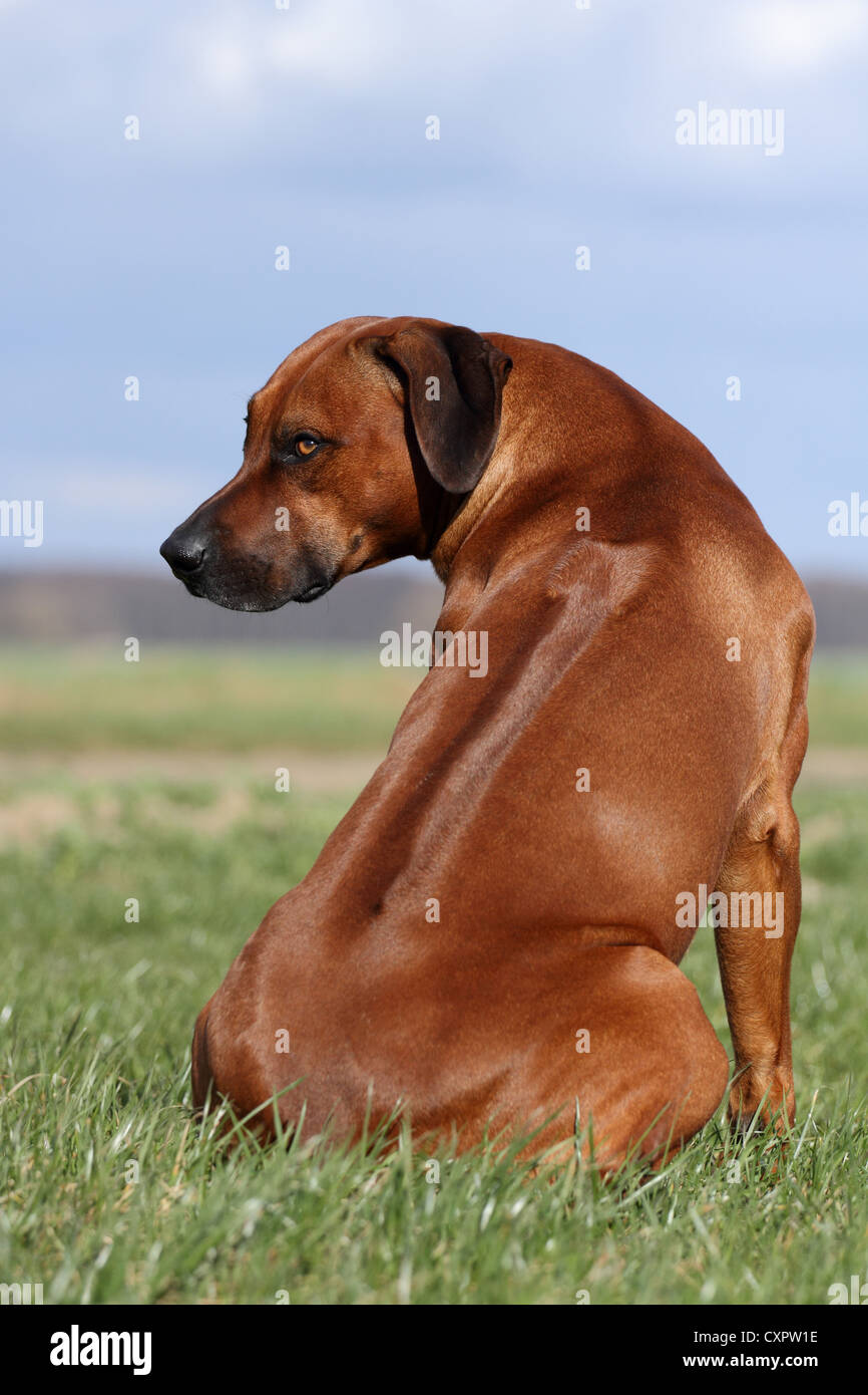 sitting Rhodesian Ridgeback Stock Photo - Alamy