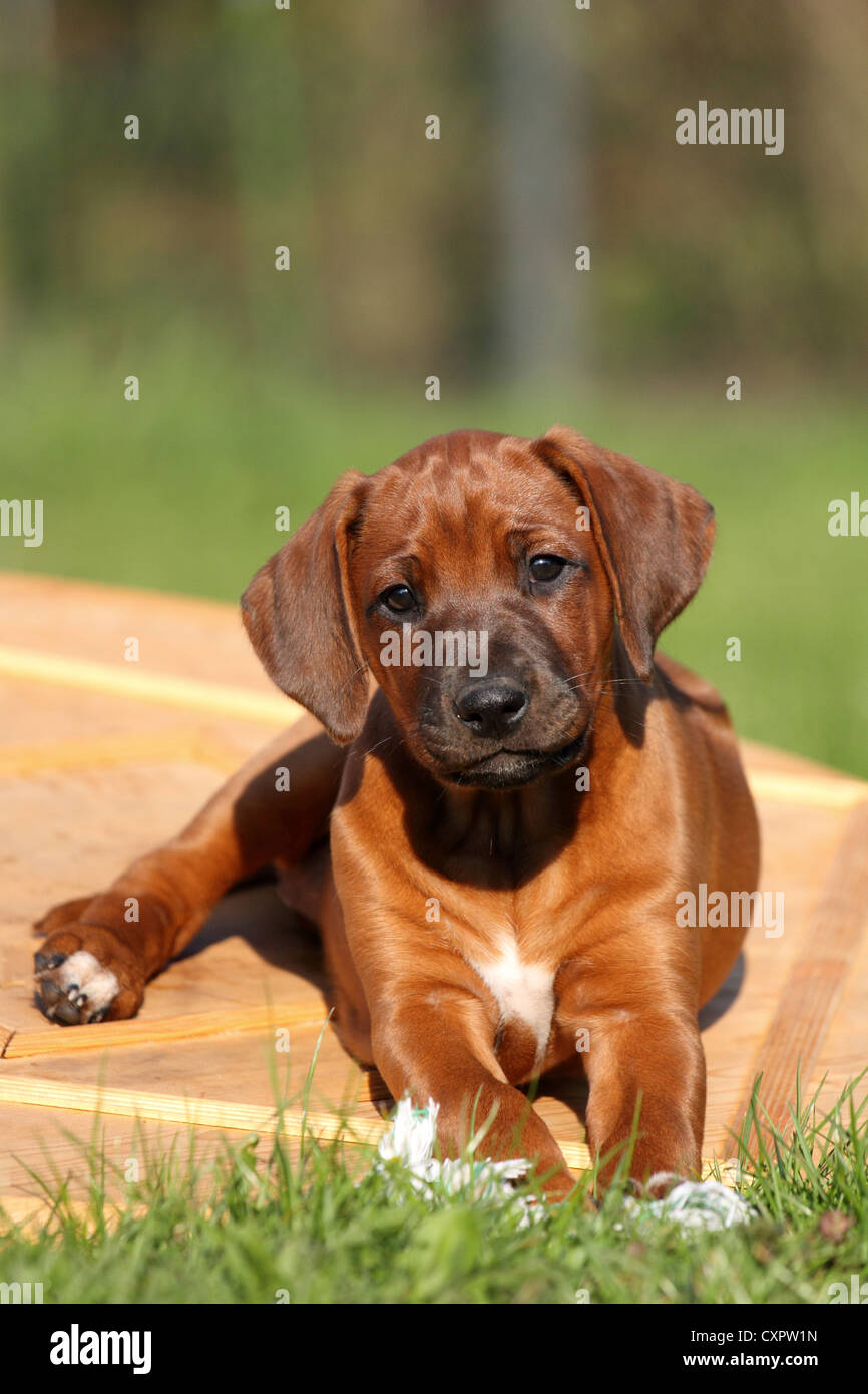 Rhodesian Ridgeback Puppy Stock Photo - Alamy