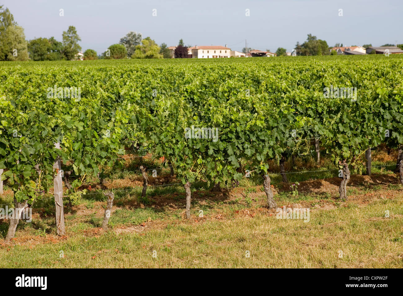 Vineyard at the rural fields of Bordeaux, France Stock Photo - Alamy
