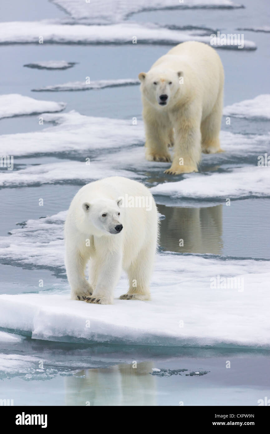 Two polar bear water hi-res stock photography and images - Alamy