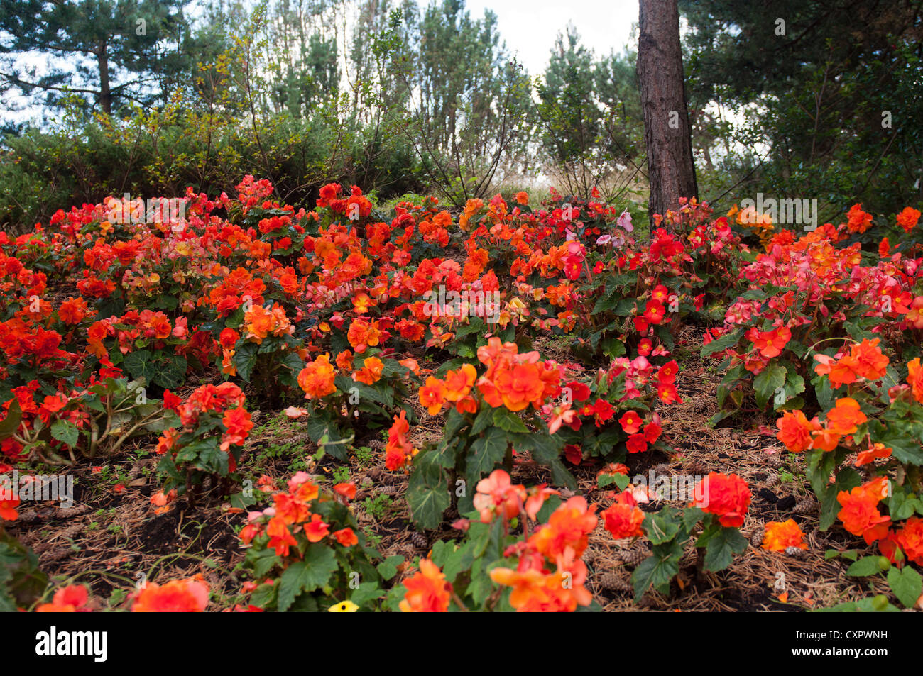 Flor & fjaere hi-res stock photography and images - Alamy