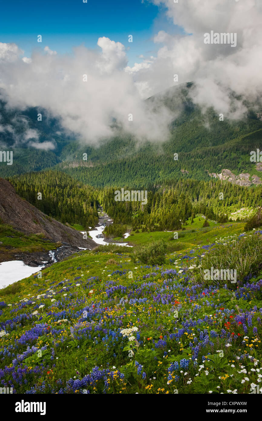 The wildflowers are abundant along the Heliotrope Ridge Trail in the Mt ...