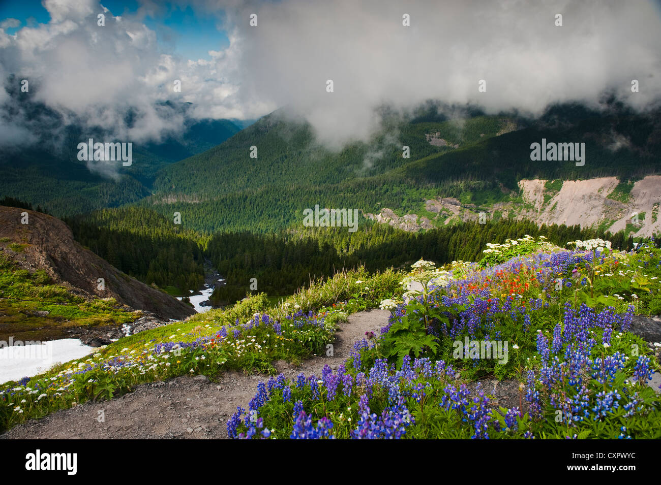 The wildflowers are abundant along the Heliotrope Ridge Trail in the Mt ...