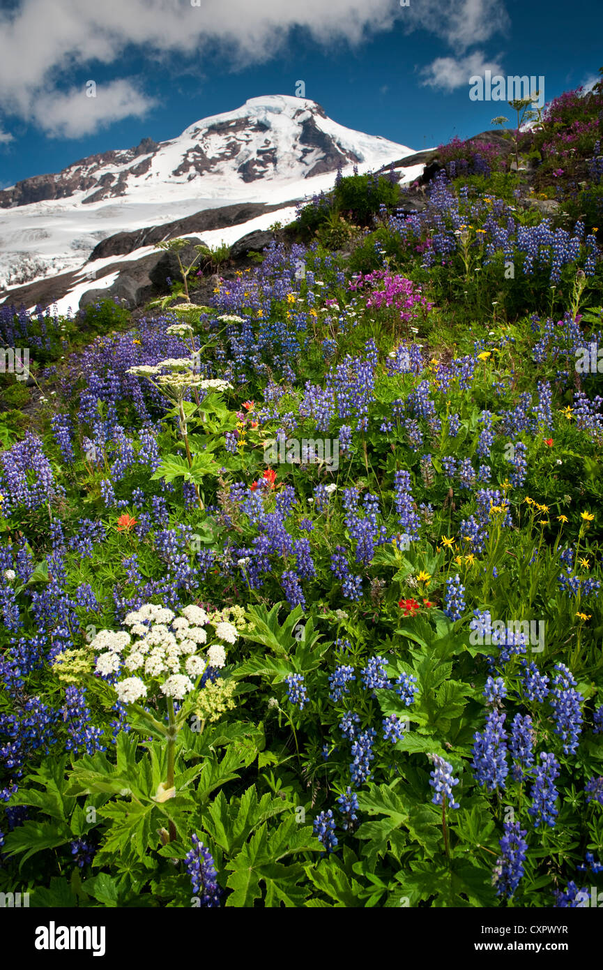 The beautiful wildflowers seen along the Heliotrope Ridge trail on the ...