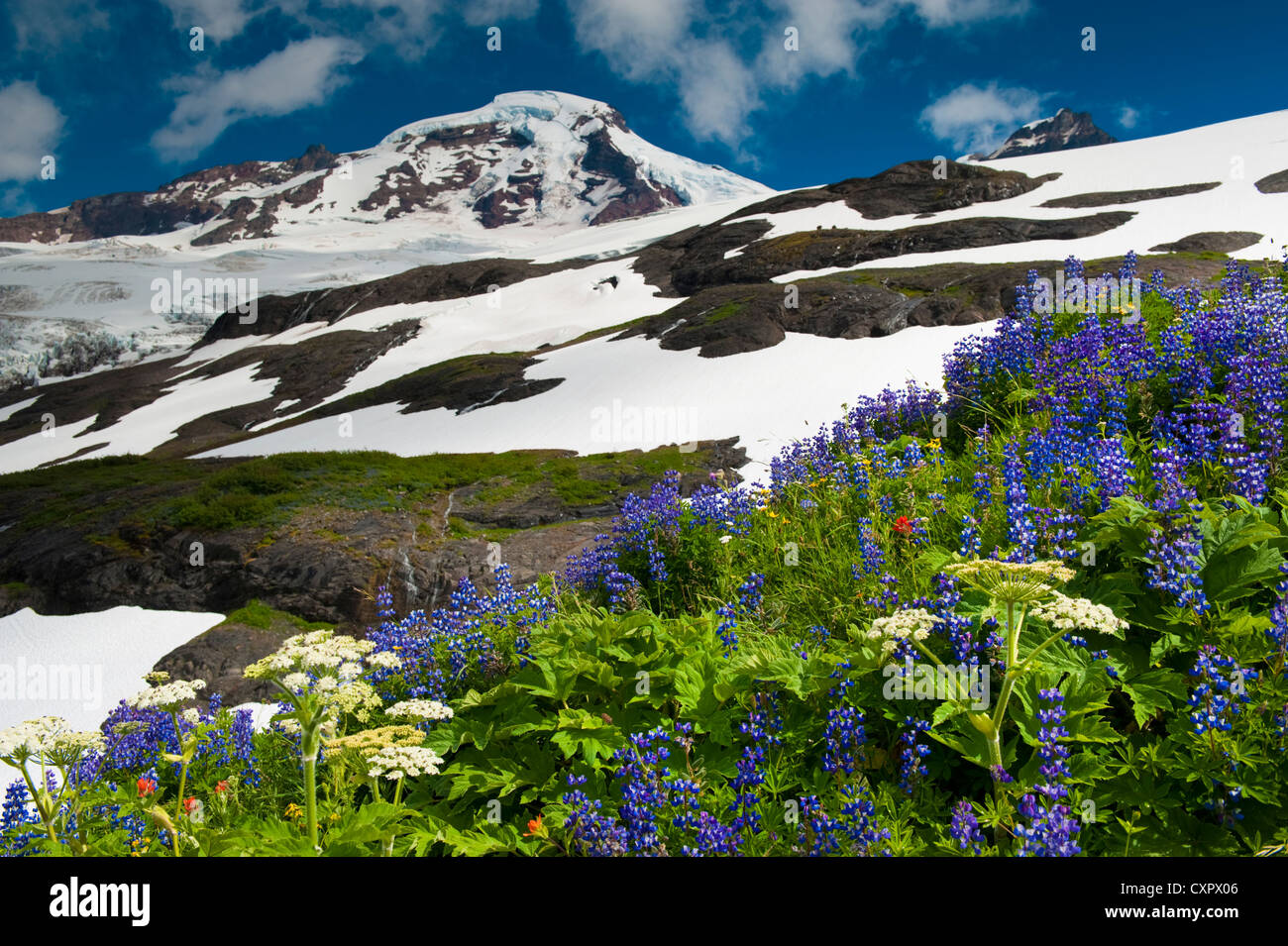 The beautiful wildflowers seen along the Heliotrope Ridge trail on the ...
