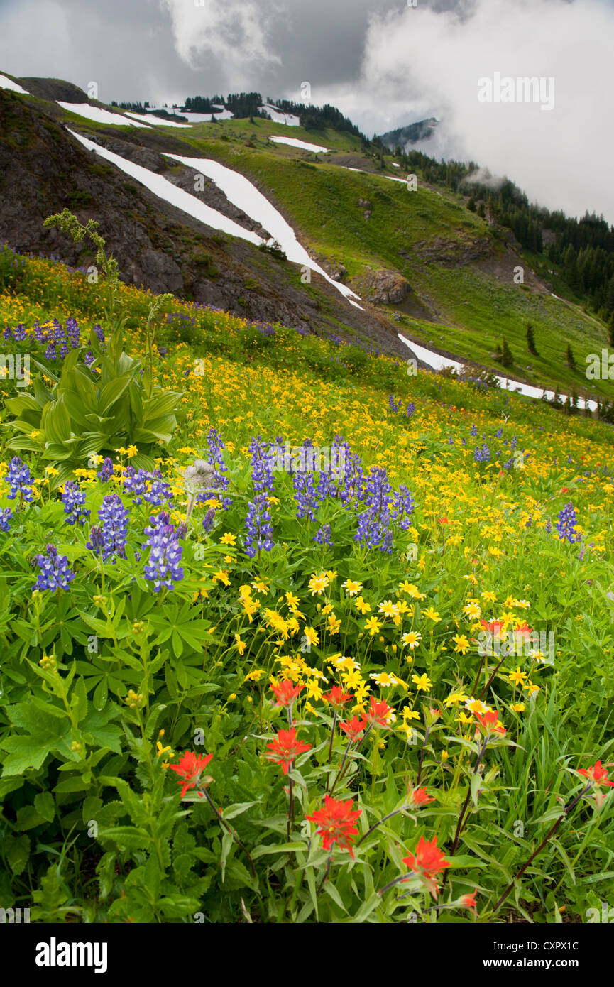 The wildflowers are abundant along the Heliotrope Ridge Trail in the Mt ...
