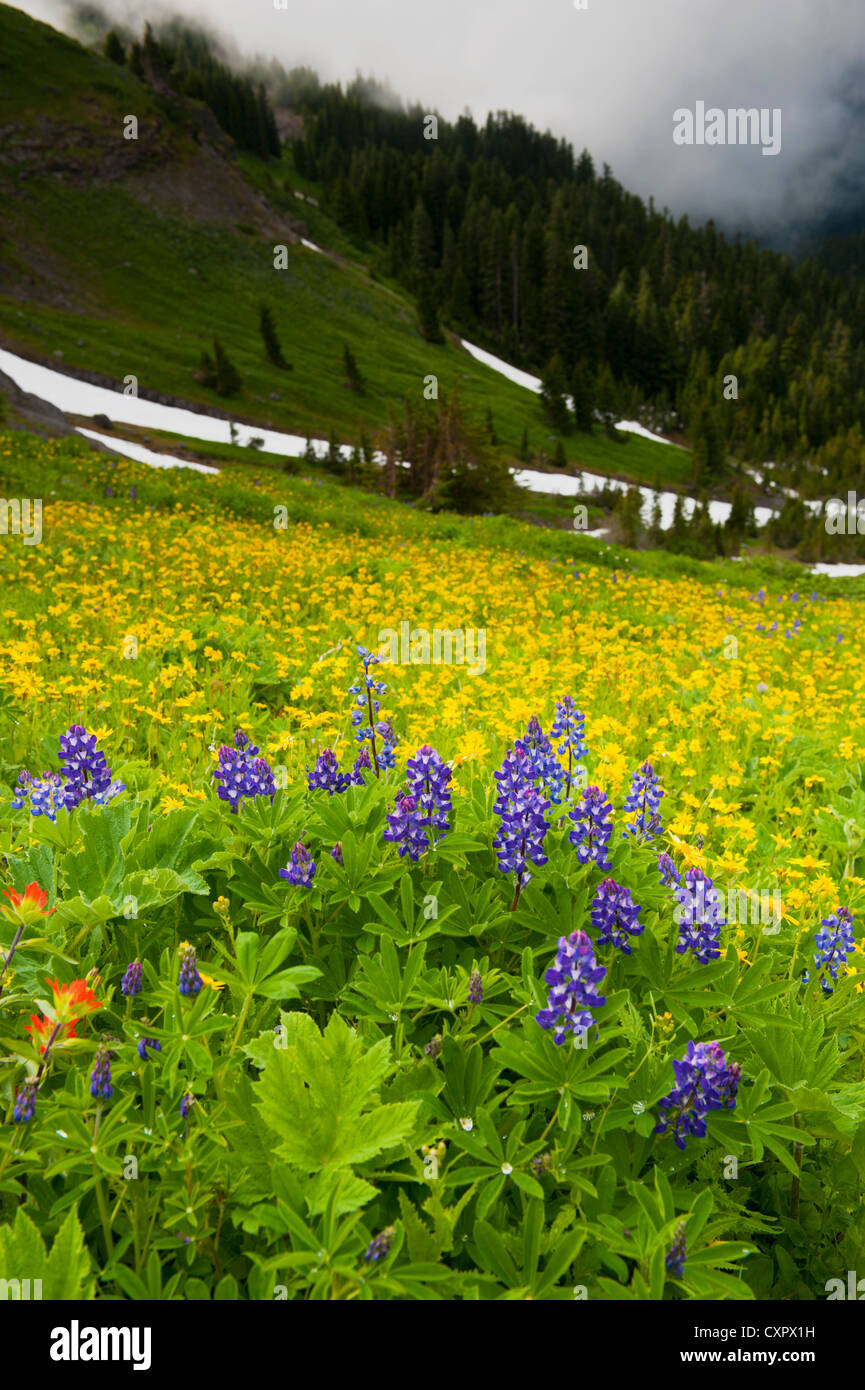 The wildflowers are abundant along the Heliotrope Ridge Trail in the Mt ...