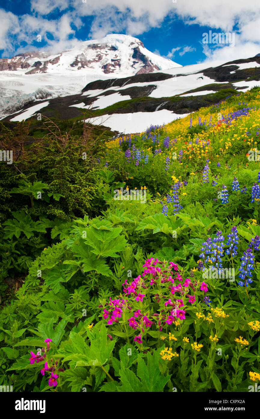 The beautiful wildflowers seen along the Heliotrope Ridge trail on the ...