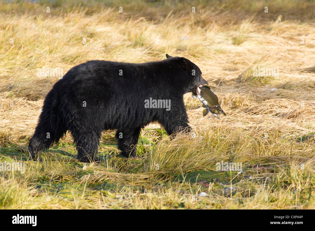 Keogh river hi-res stock photography and images - Alamy