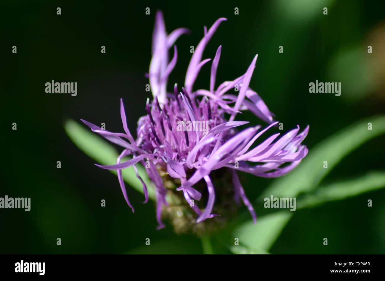 Photograph of wild flower hi-res stock photography and images - Alamy
