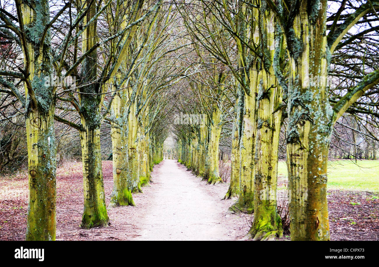 wood land walk Stock Photo - Alamy