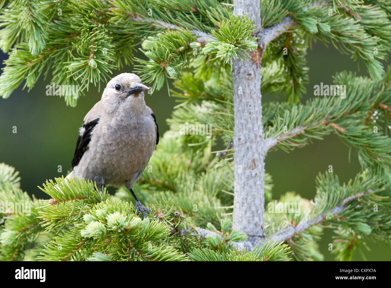 Clark's Nutcracker bird songbird perching in Spruce Tree Stock Photo ...