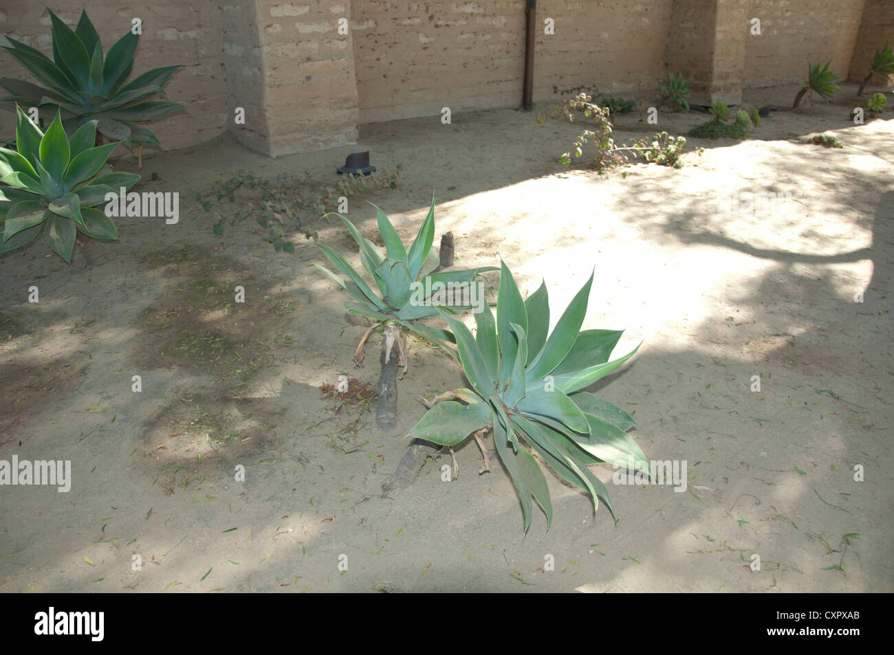 Agave plant desert hi-res stock photography and images - Alamy