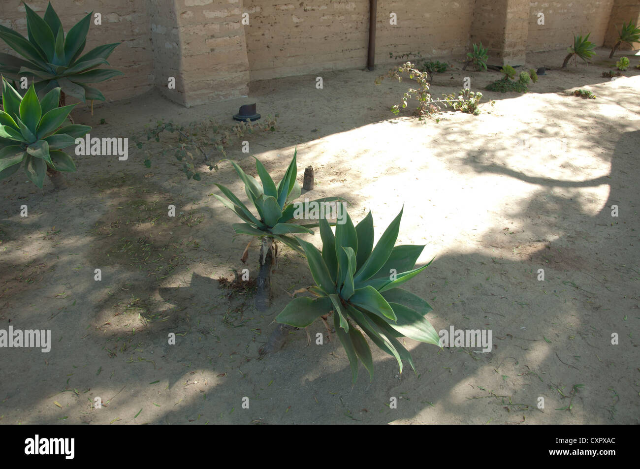 Agave plant desert hi-res stock photography and images - Alamy