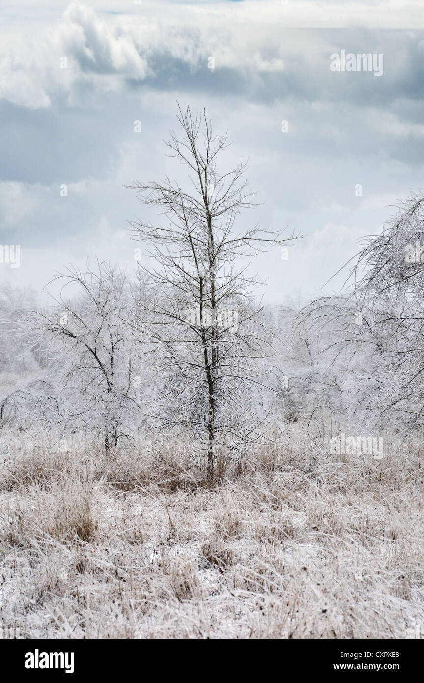 Winter Landscape After Ice Storm Stock Photo - Alamy