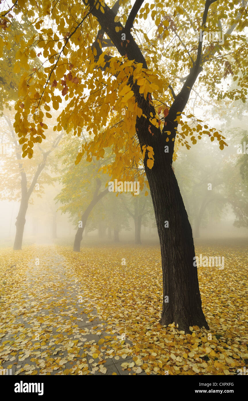 Outside fog park morning wood scenic tranquil lush foliage branch hi ...