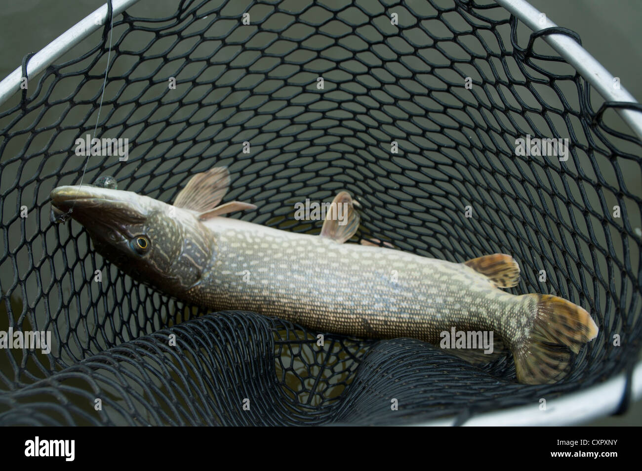 Northern pike hi-res stock photography and images - Alamy