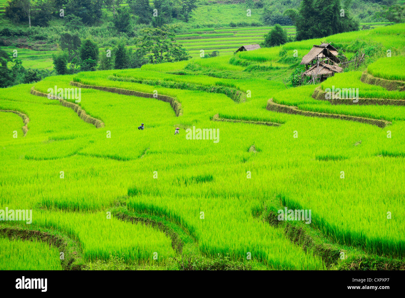 Paddy fields in Eastern Myanmar Stock Photo - Alamy