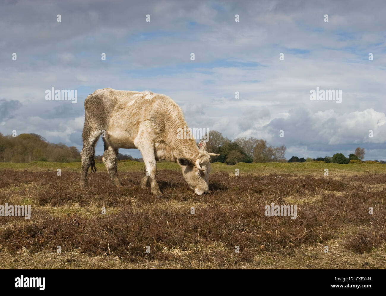 A light colored horned cow in the New Forest roams free to graze. The ...
