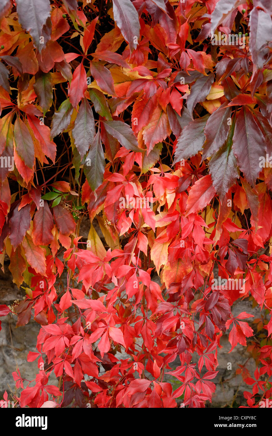 Kent autumn colour hi-res stock photography and images - Alamy