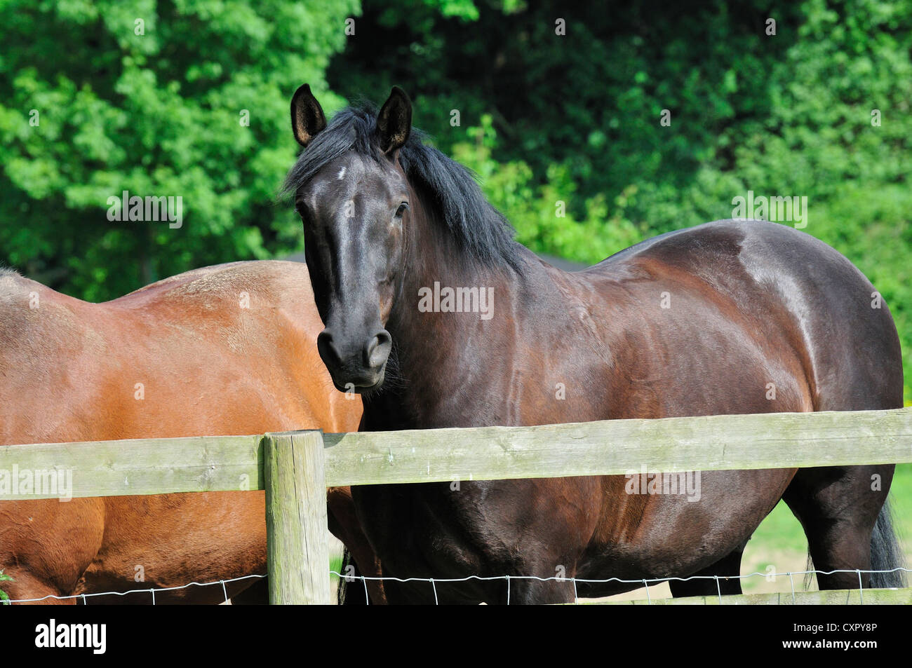 Horse looking over fence hi-res stock photography and images - Alamy