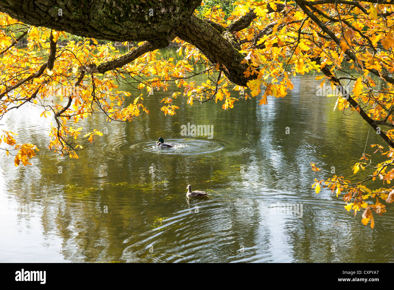 Duck oak tree hi-res stock photography and images - Alamy