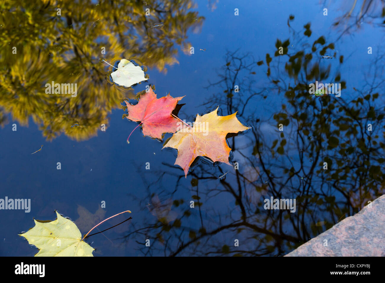 autumn leaves in the pond with reflection Stock Photo - Alamy