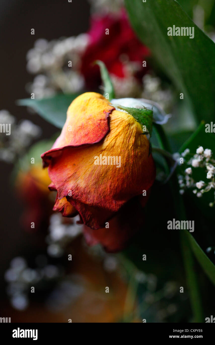 Dead rose dried flower hi-res stock photography and images - Alamy