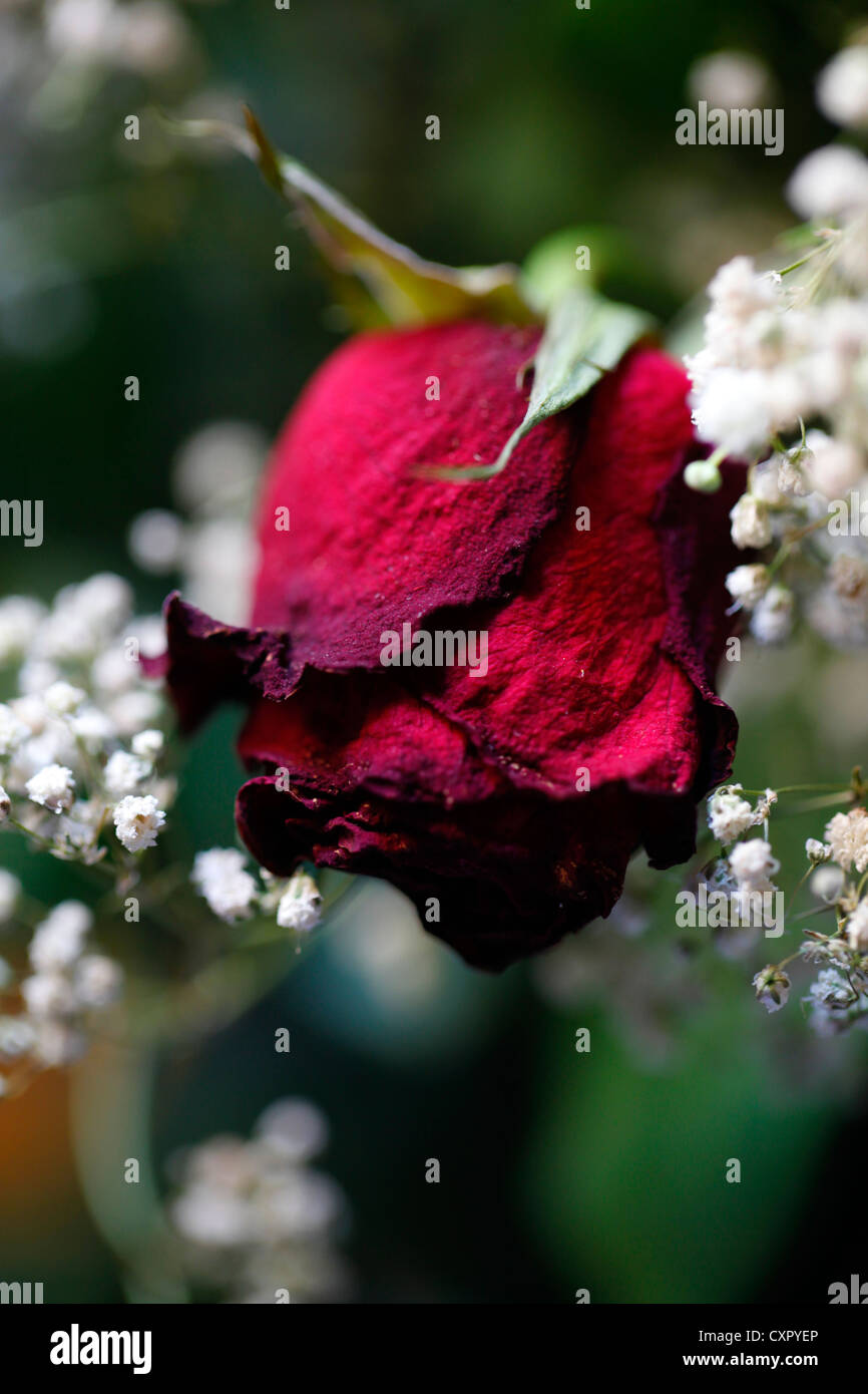 Dried out and dead hi-res stock photography and images - Alamy