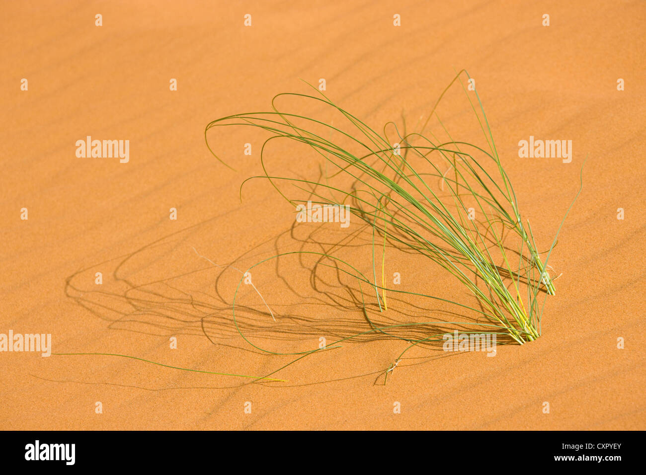 Grass in the Sahara Desert, Erg Chebbi, Morocco Stock Photo - Alamy