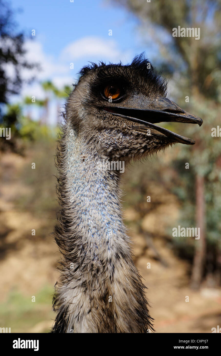 Portrait of an Emu in the zoo at La Reserva Sevilla El Castillo de las ...