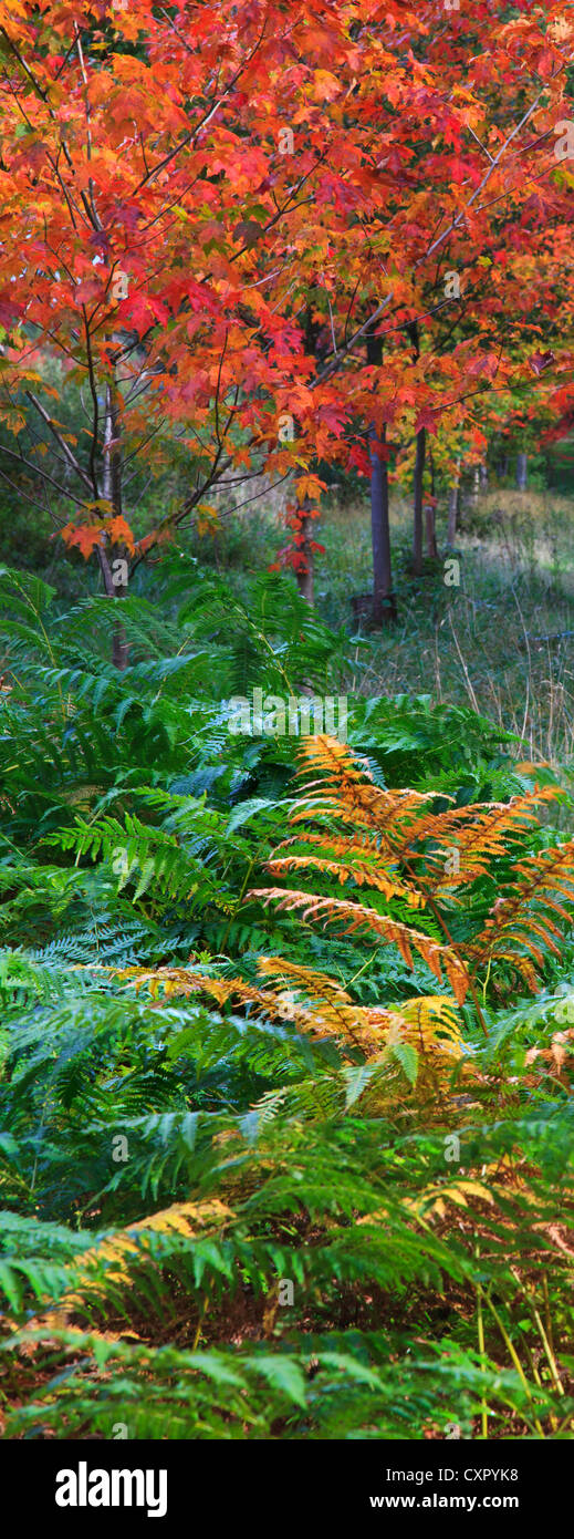 Vertical panoramic crop photo of maple trees and braken ablaze with ...