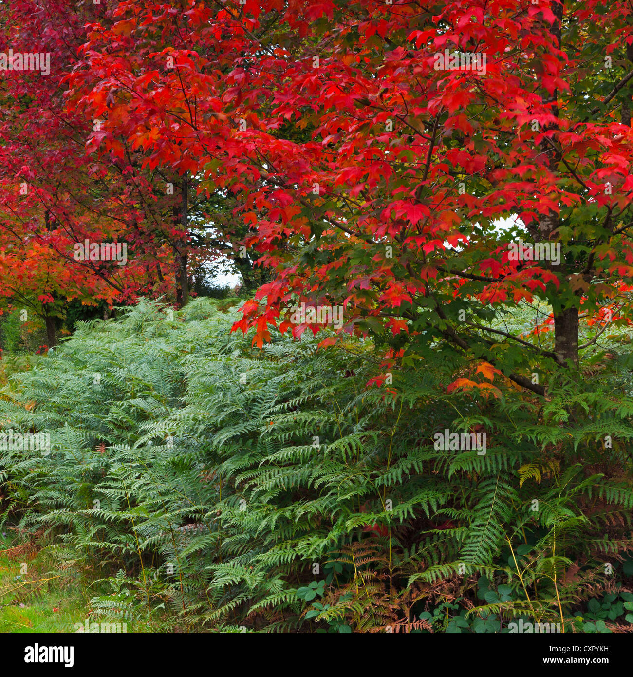 Photo of maple trees in a British woodland as it's leaves turn red at ...