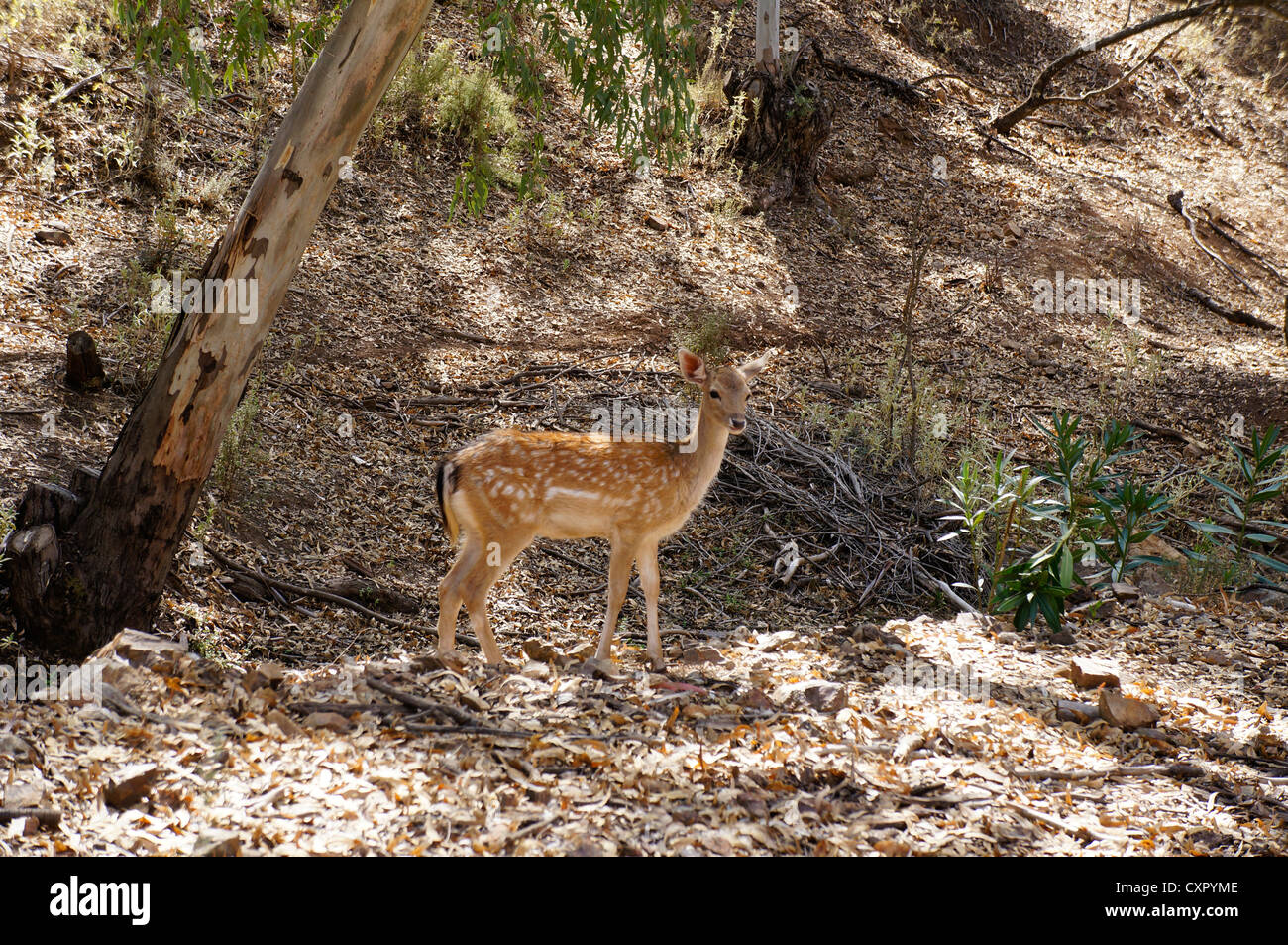 Three hunting horns hi-res stock photography and images - Alamy