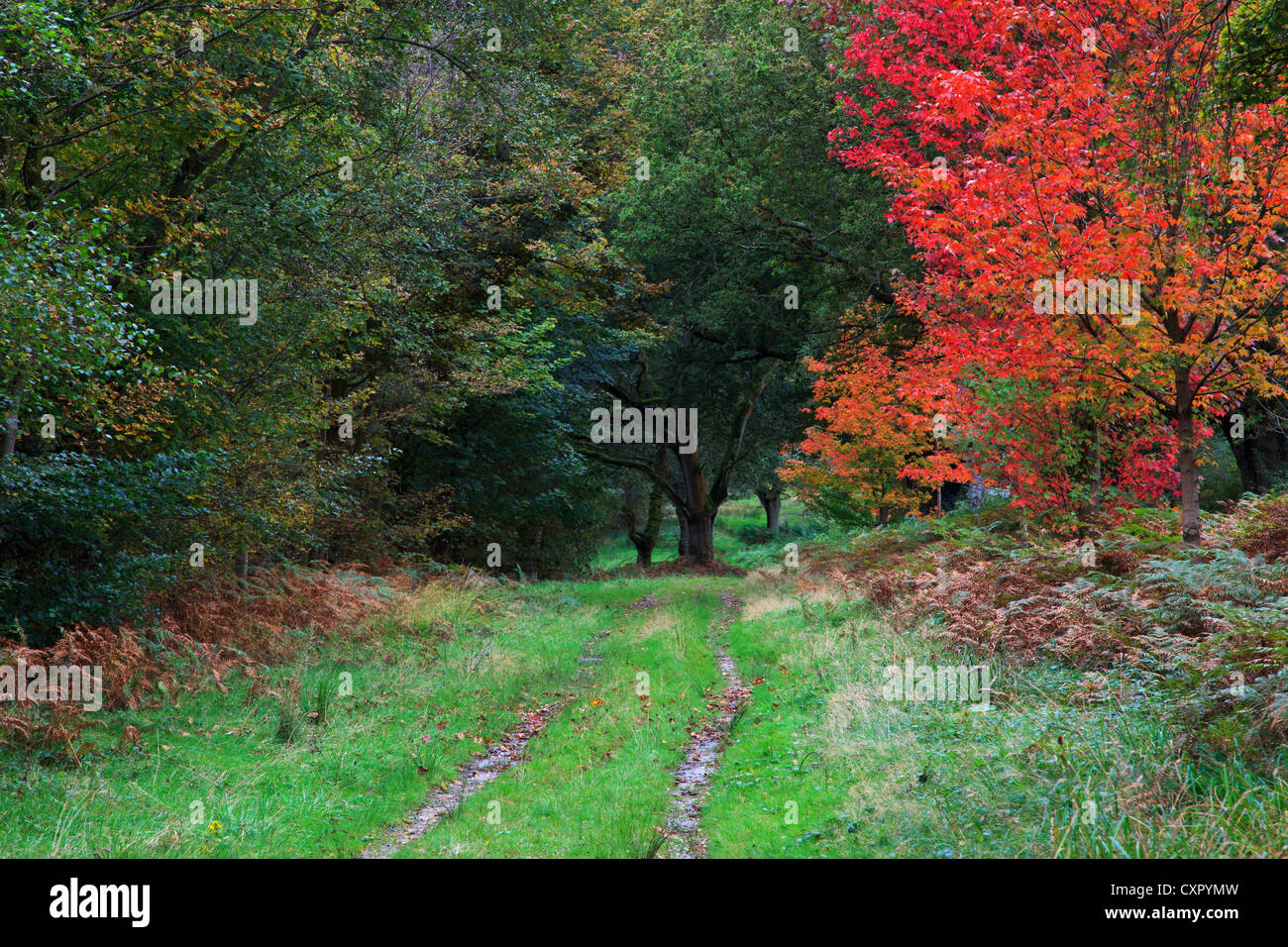 Photo of a maple tree in a British woodland as it's leaves turn red at ...