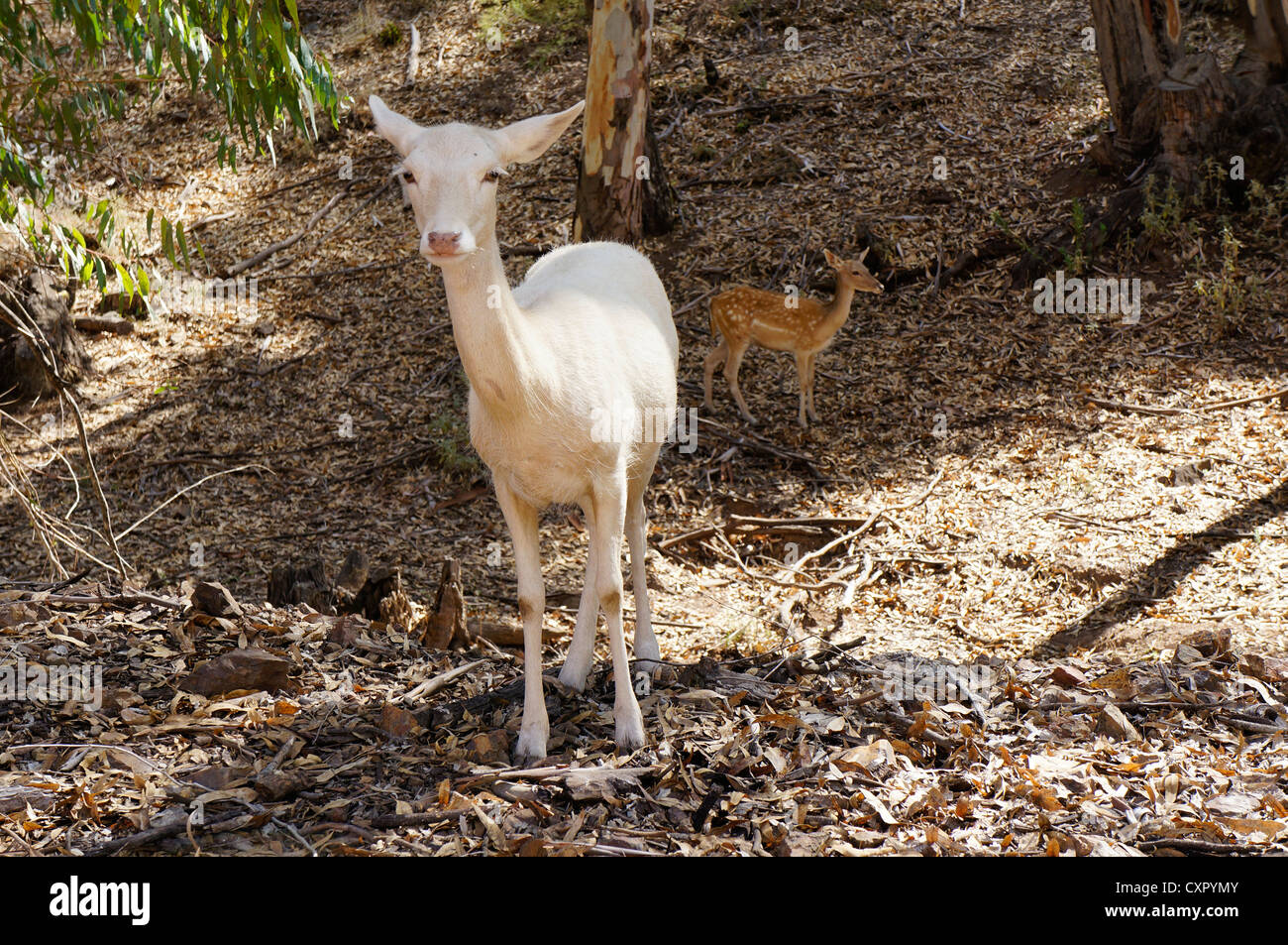 Three hunting horns hi-res stock photography and images - Alamy