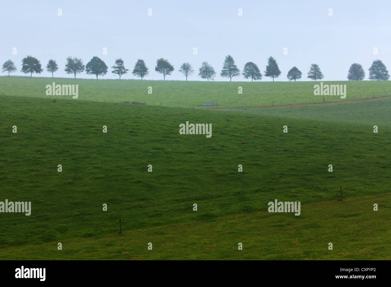 A line of trees breaks the horizon on the South Downs in Hampshire ...